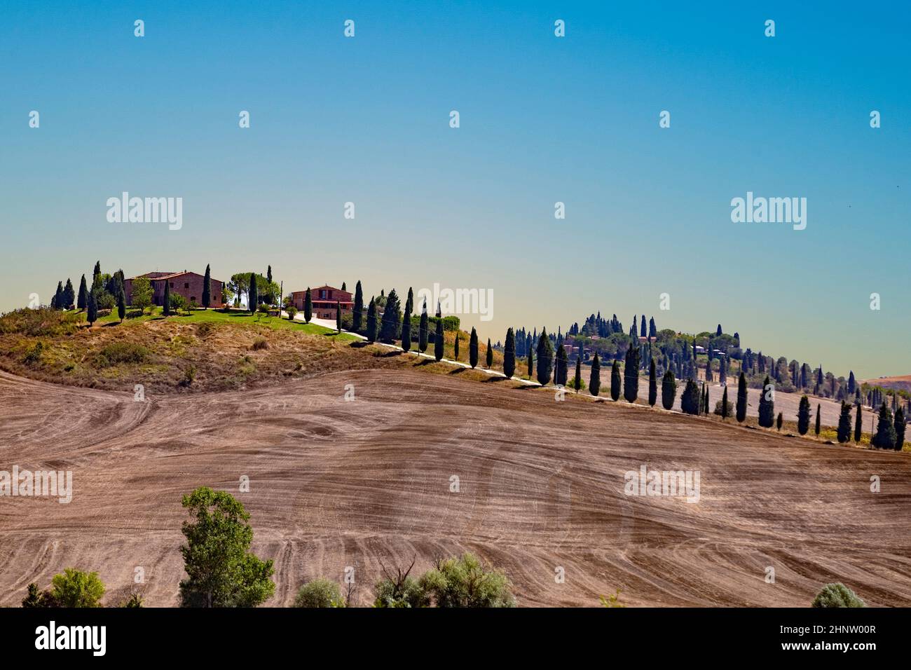 typical scenic tuscan landscape with olive tree alleys and farm house ...