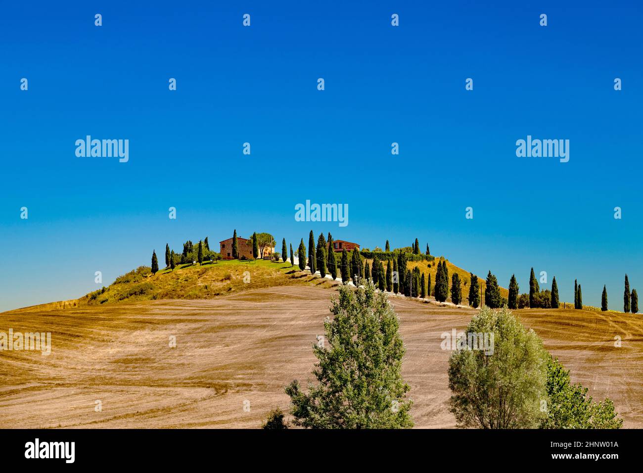 typical scenic tuscan landscape with olive tree alleys and farm house ...
