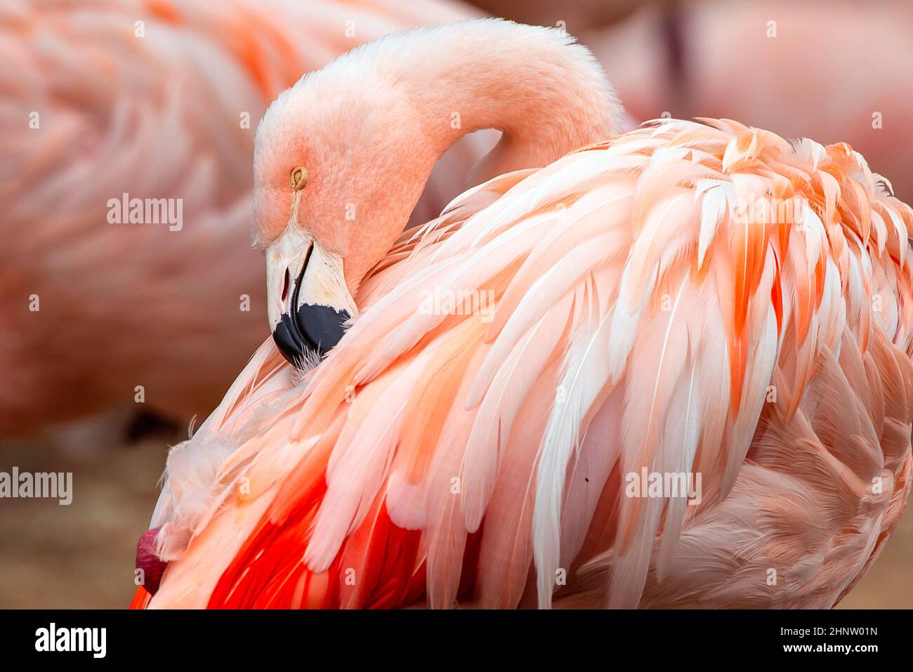 Pink wildlife hi-res stock photography and images - Alamy