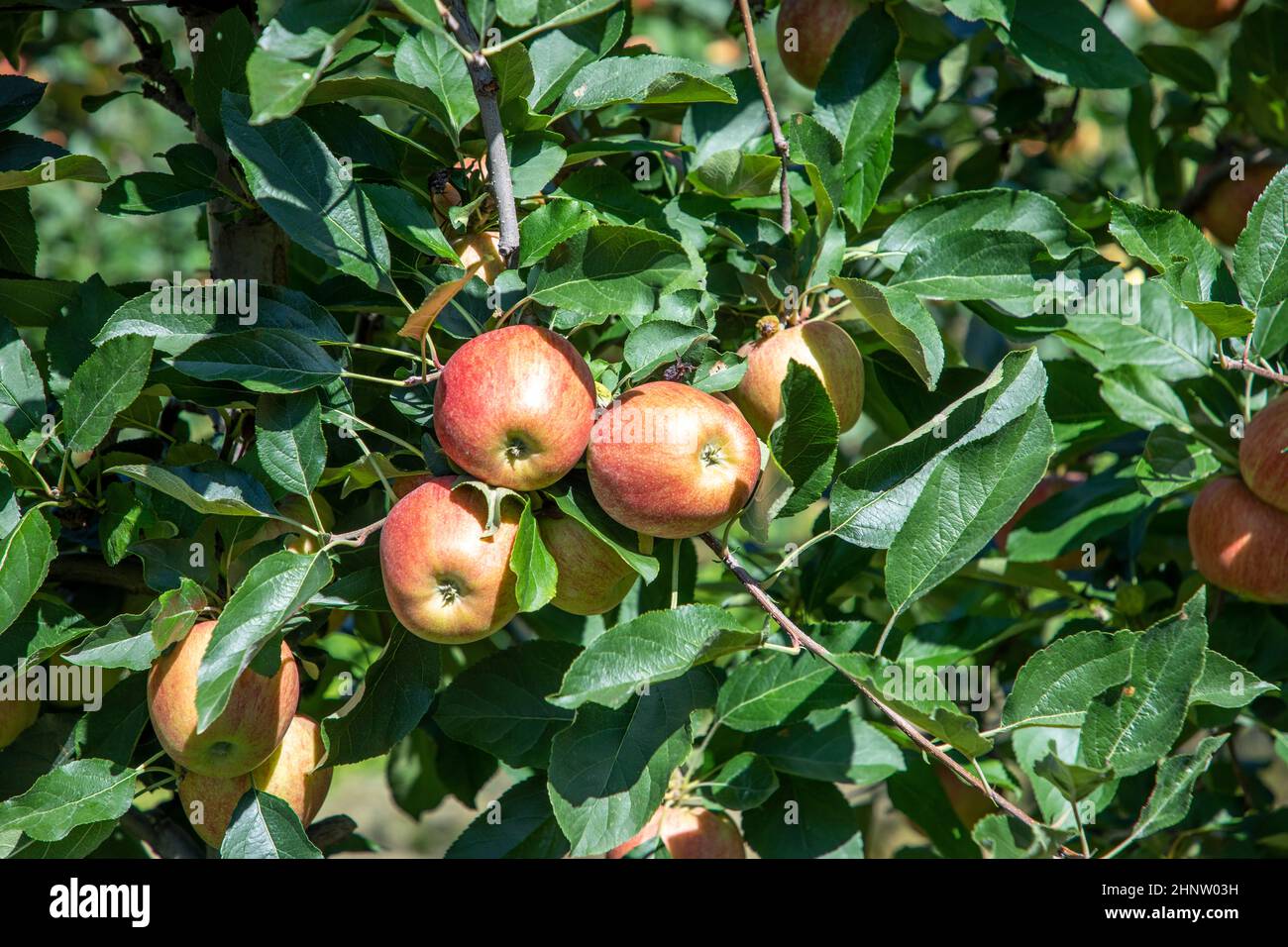orchard with apple trees at the Alps in Salurn, the italian apple tree ...