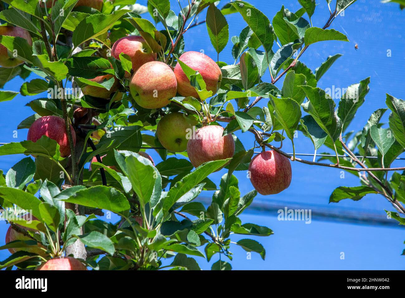 orchard with apple trees at the Alps in Salurn, the italian apple tree ...