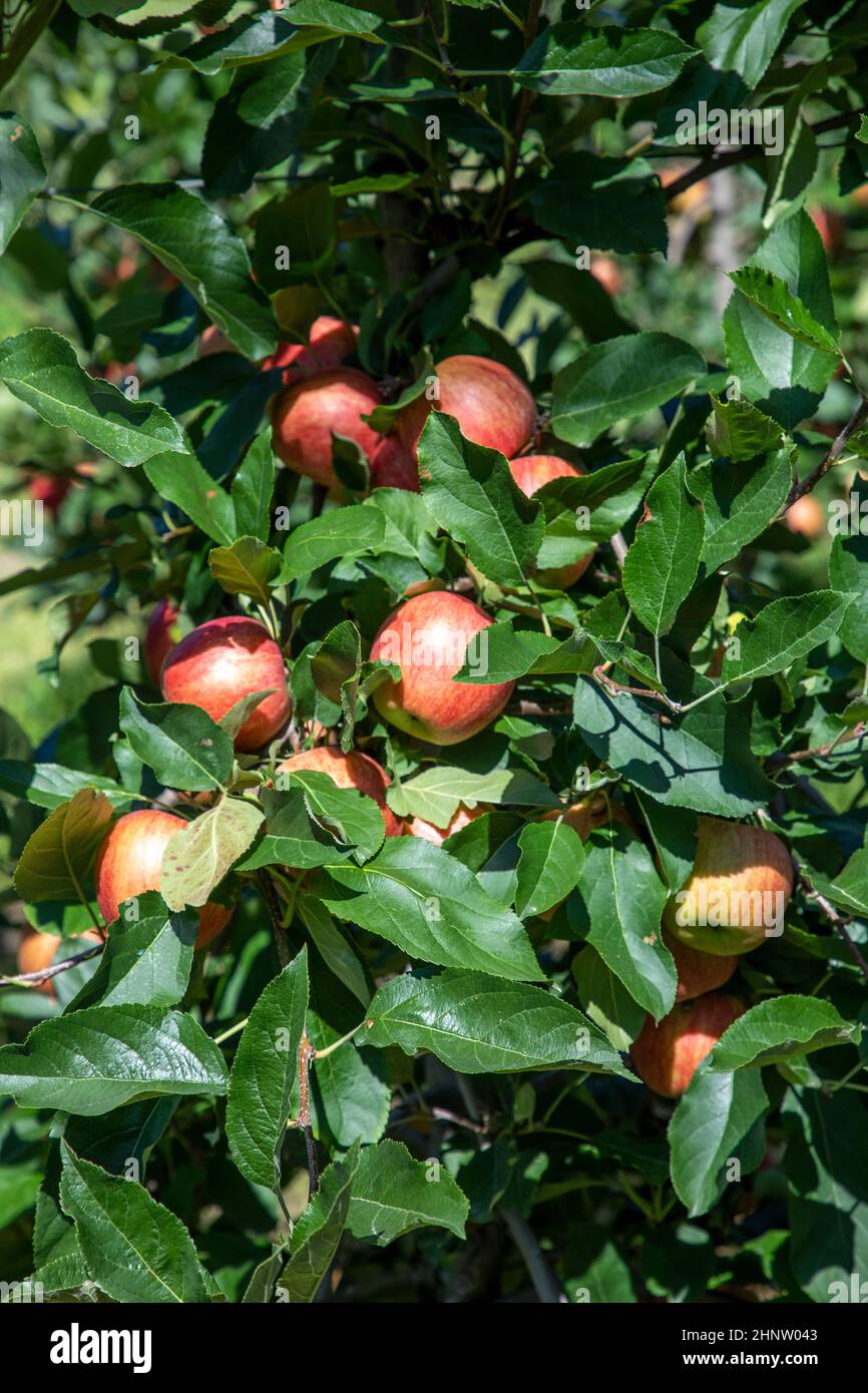 orchard with apple trees at the Alps in Salurn, the italian apple tree ...