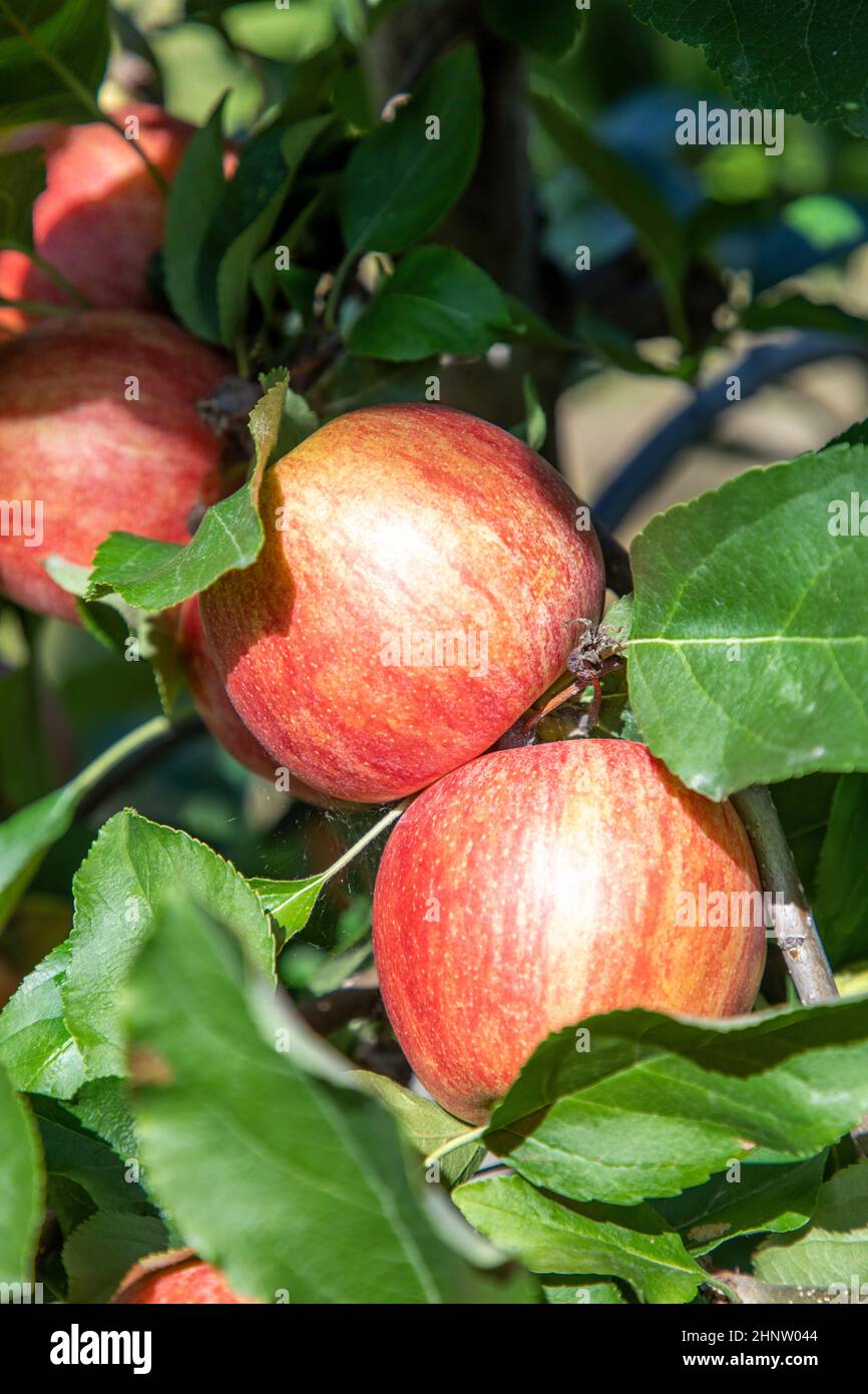 orchard with apple trees at the Alps in Salurn, the italian apple tree ...