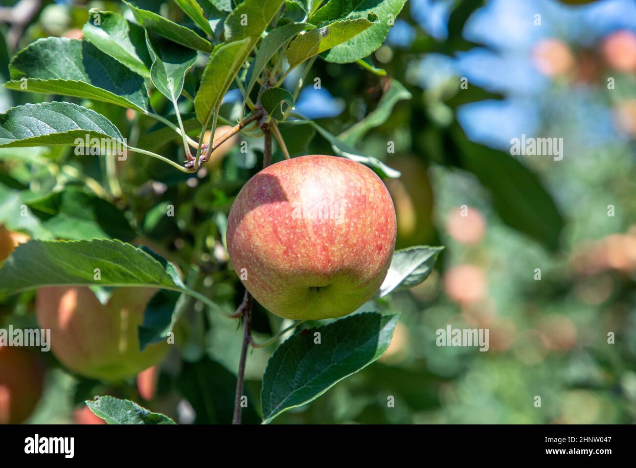 orchard with apple trees at the Alps in Salurn, the italian apple tree ...