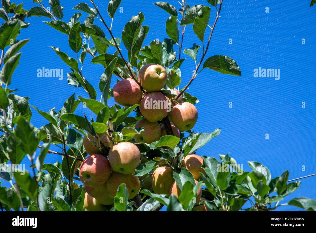 orchard with apple trees at the Alps in Salurn, the italian apple tree ...