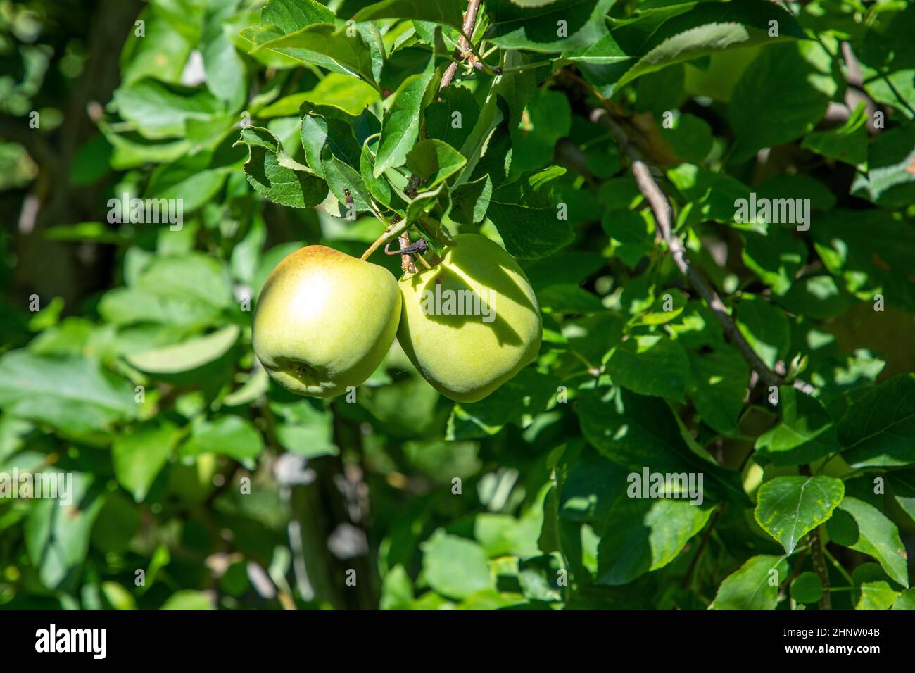 orchard with apple trees at the Alps in Salurn, the italian apple tree ...