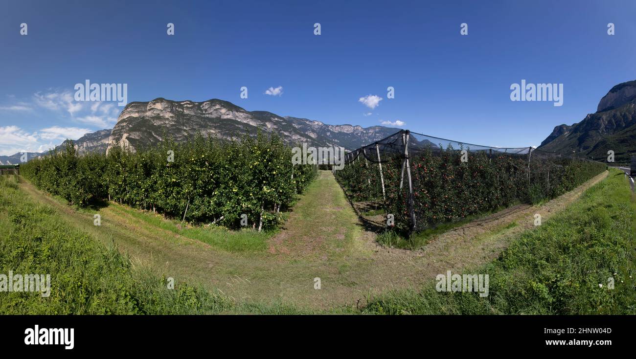 orchard at the Alps in Salurn, the italian apple tree region Stock ...