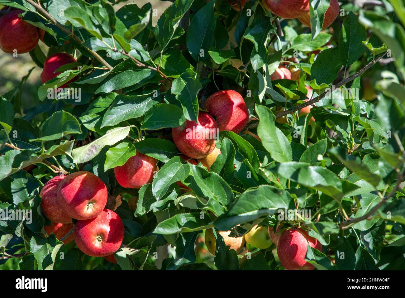 orchard with apple trees at the Alps in Salurn, the italian apple tree ...