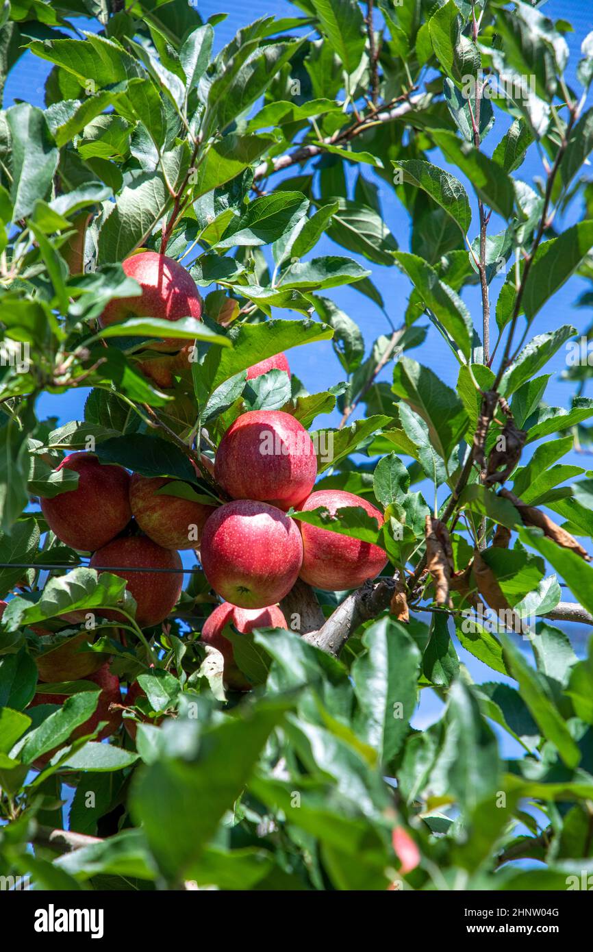 orchard with apple trees at the Alps in Salurn, the italian apple tree ...