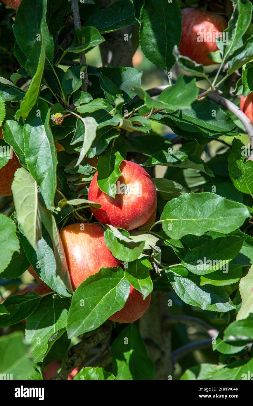 orchard with apple trees at the Alps in Salurn, the italian apple tree ...