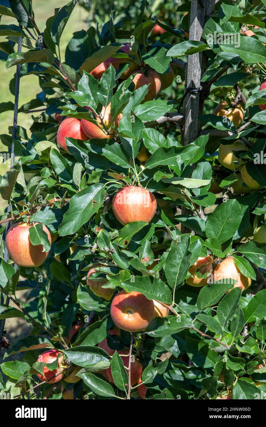orchard with apple trees at the Alps in Salurn, the italian apple tree ...