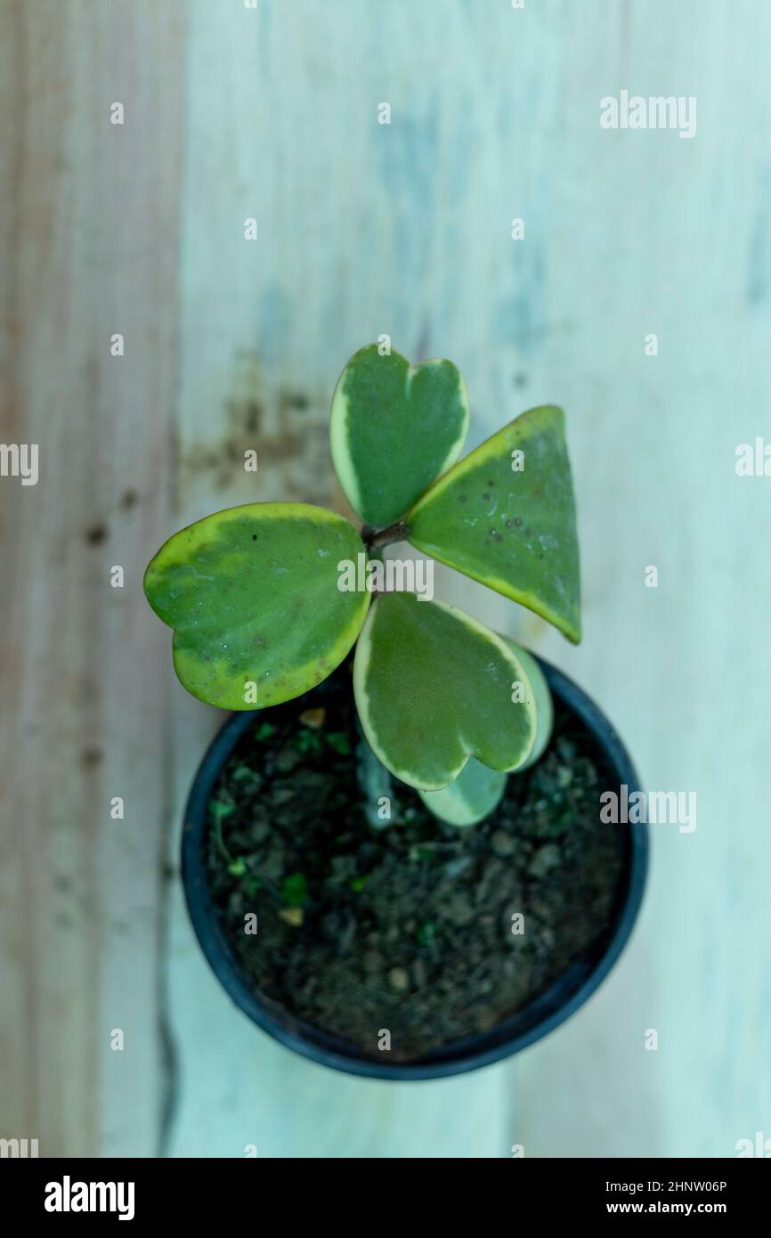 Heart shaped cactus plant hi-res stock photography and images - Alamy