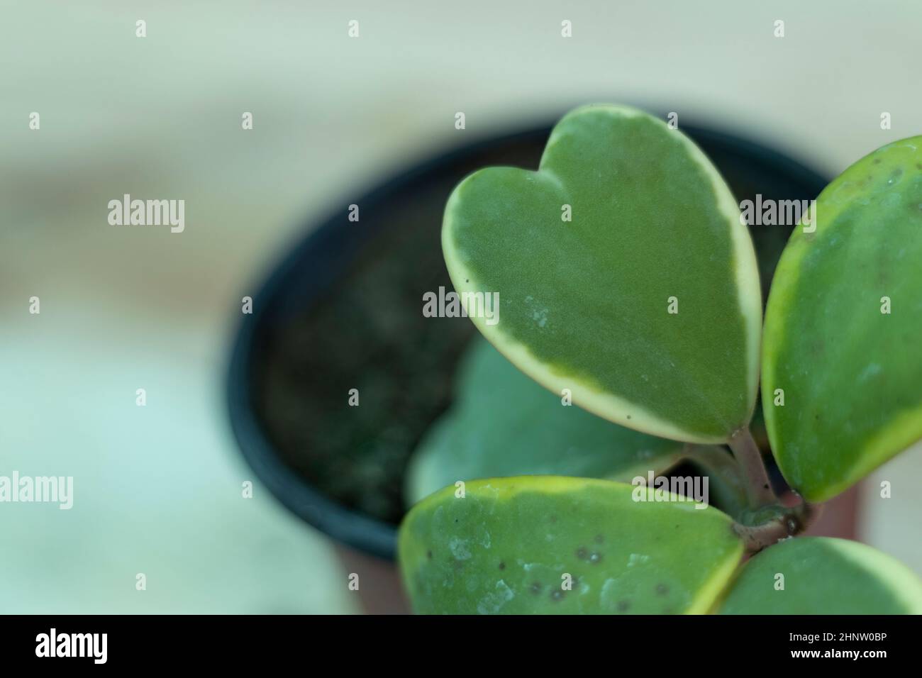 Hoya heart shape hi-res stock photography and images - Alamy