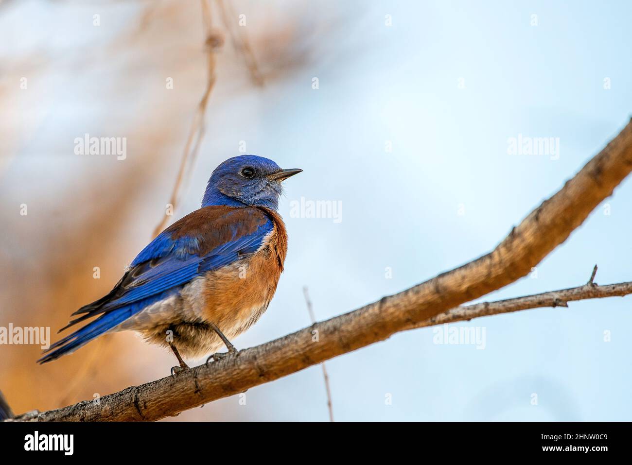 A bluebird in a tree Stock Photo - Alamy