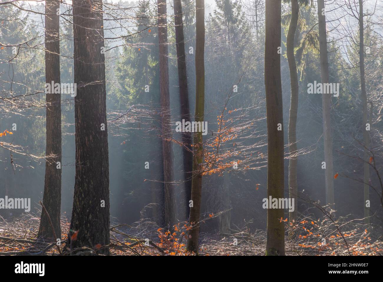 spectacular shadow with fog in the Taunus forest near Glashuetten at ...