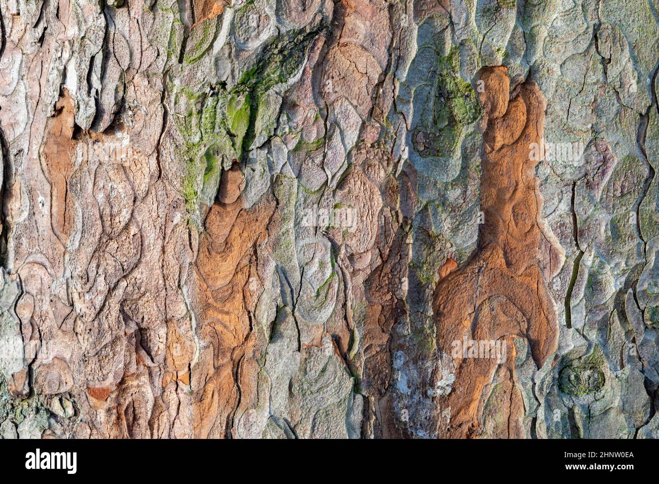 pattern of lime tree in detail as harmonic background structure Stock ...