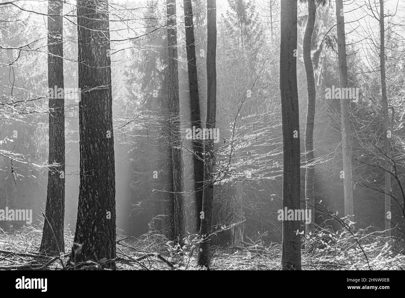 spectacular shadow with fog in the Taunus forest near Glashuetten at ...