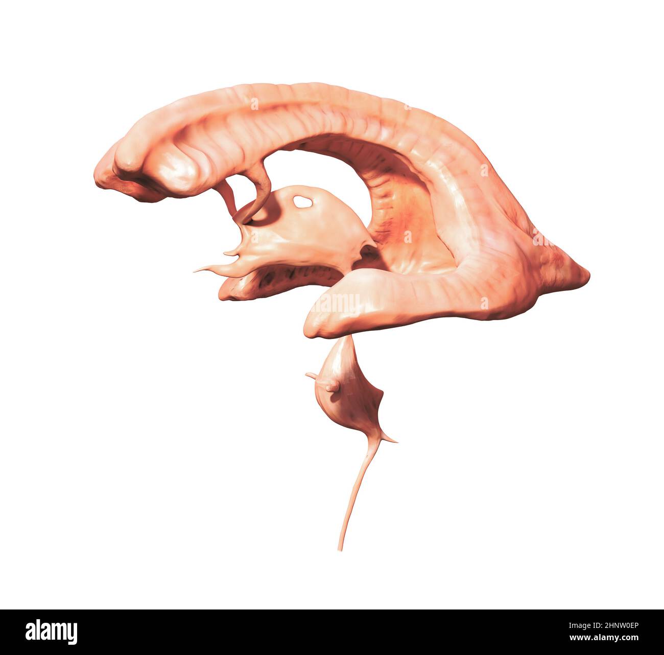 Ventricular system. Human brain with ventricles and Cerebrospinal fluid ...