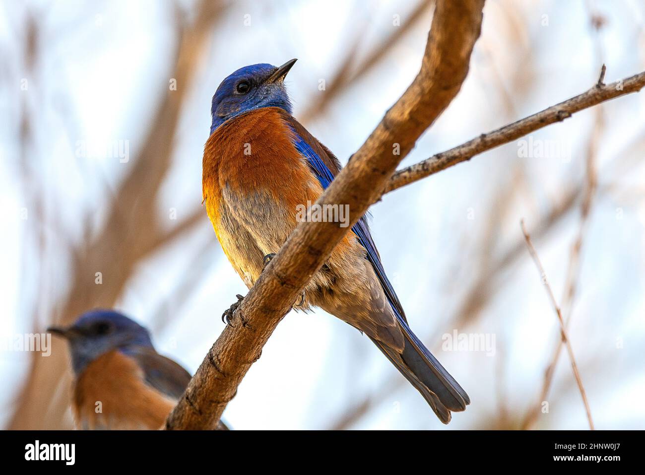A bluebird in a tree Stock Photo - Alamy