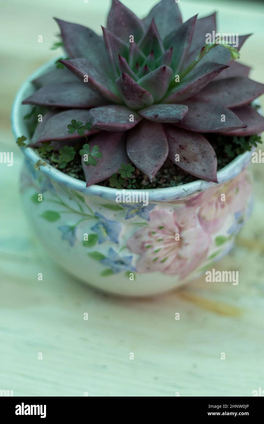 Rare garden plant hi-res stock photography and images - Alamy