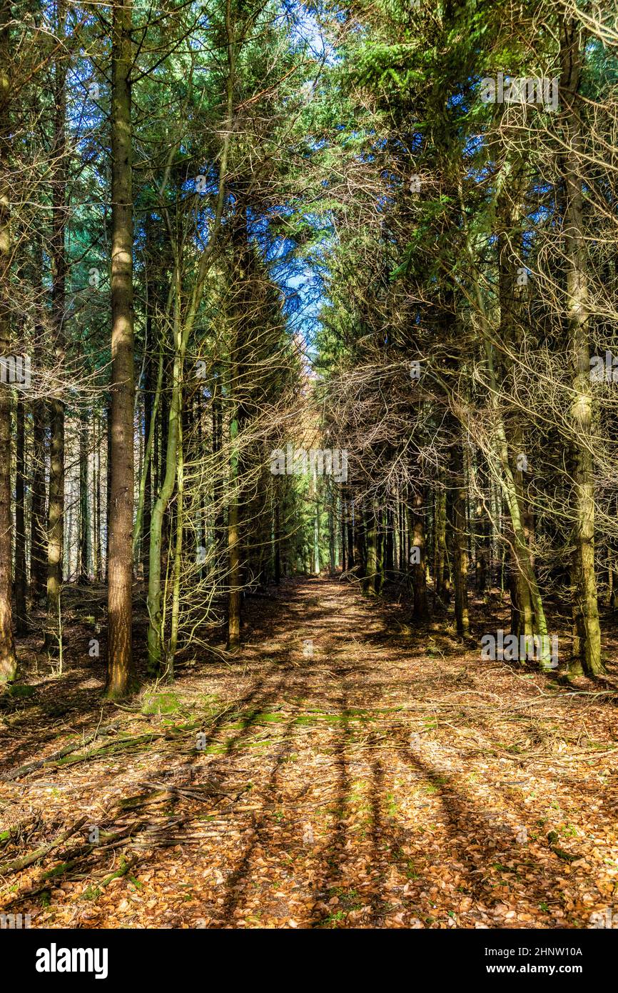scenic path with spectacular shadow in the Taunus forest near ...