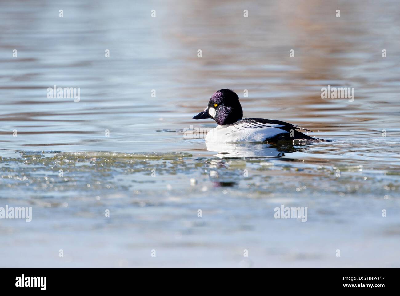 Male purple head hi-res stock photography and images - Alamy