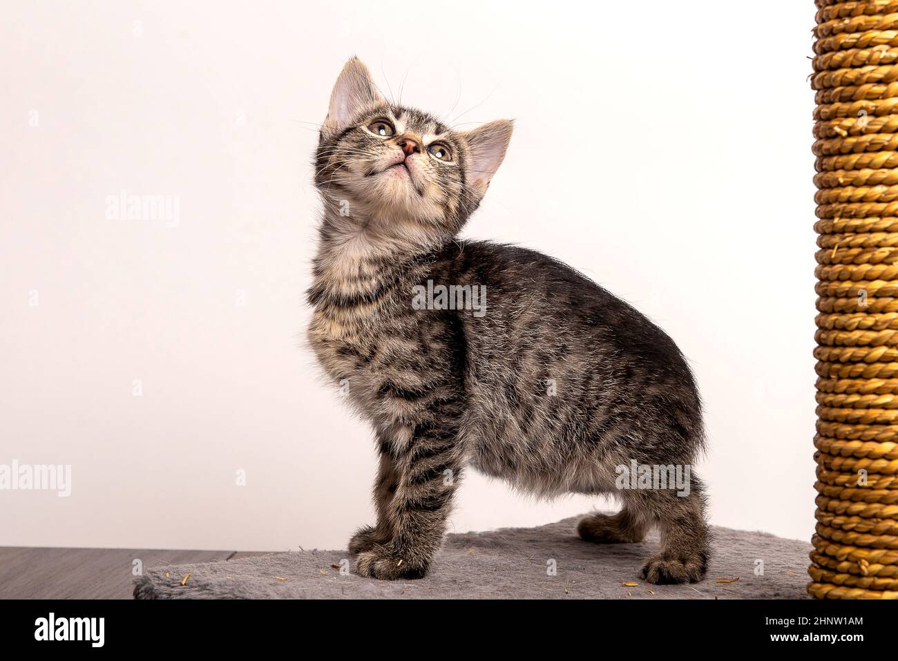 Mammal portraits hi-res stock photography and images - Alamy