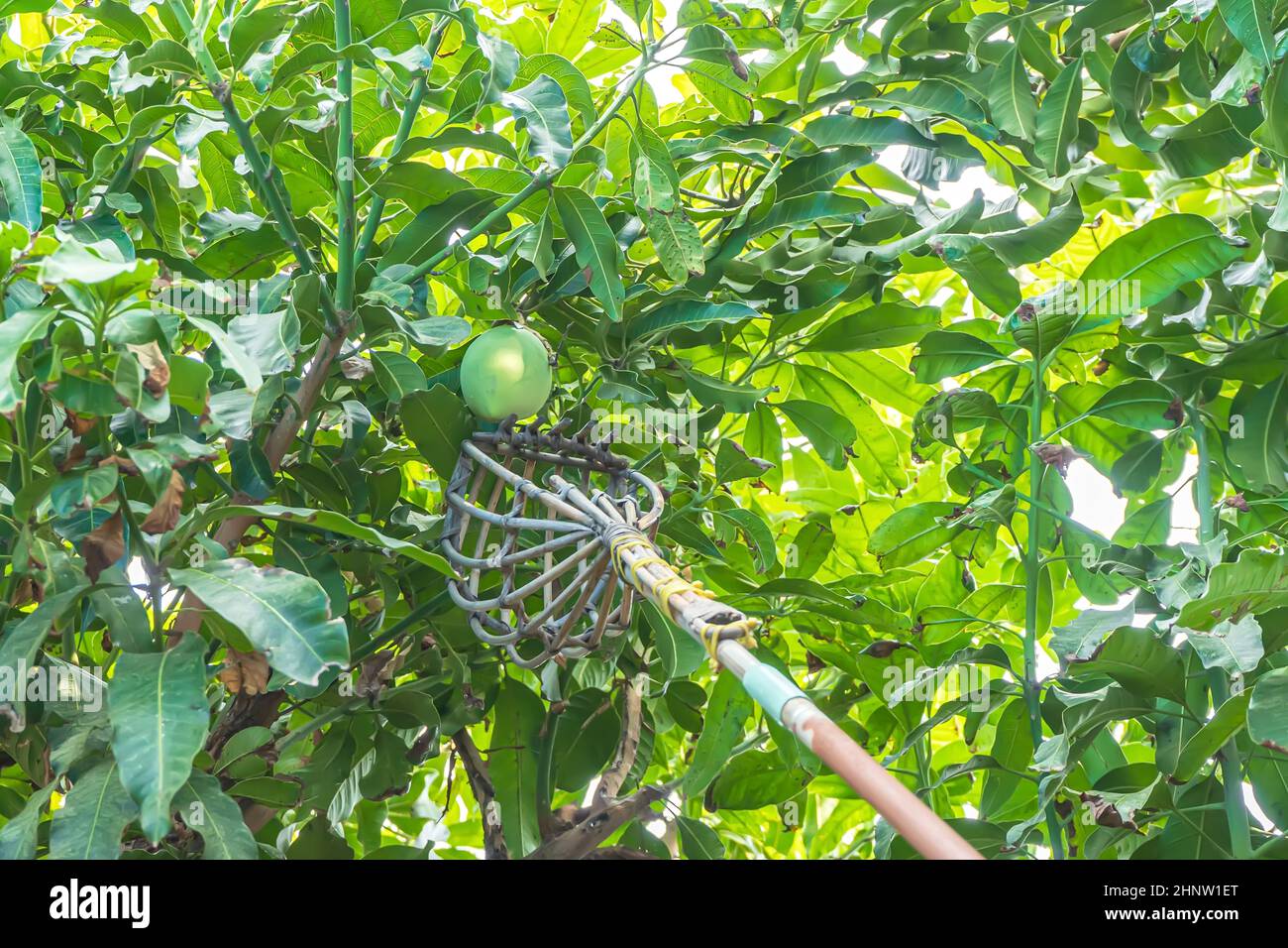Picking mango hi-res stock photography and images - Alamy
