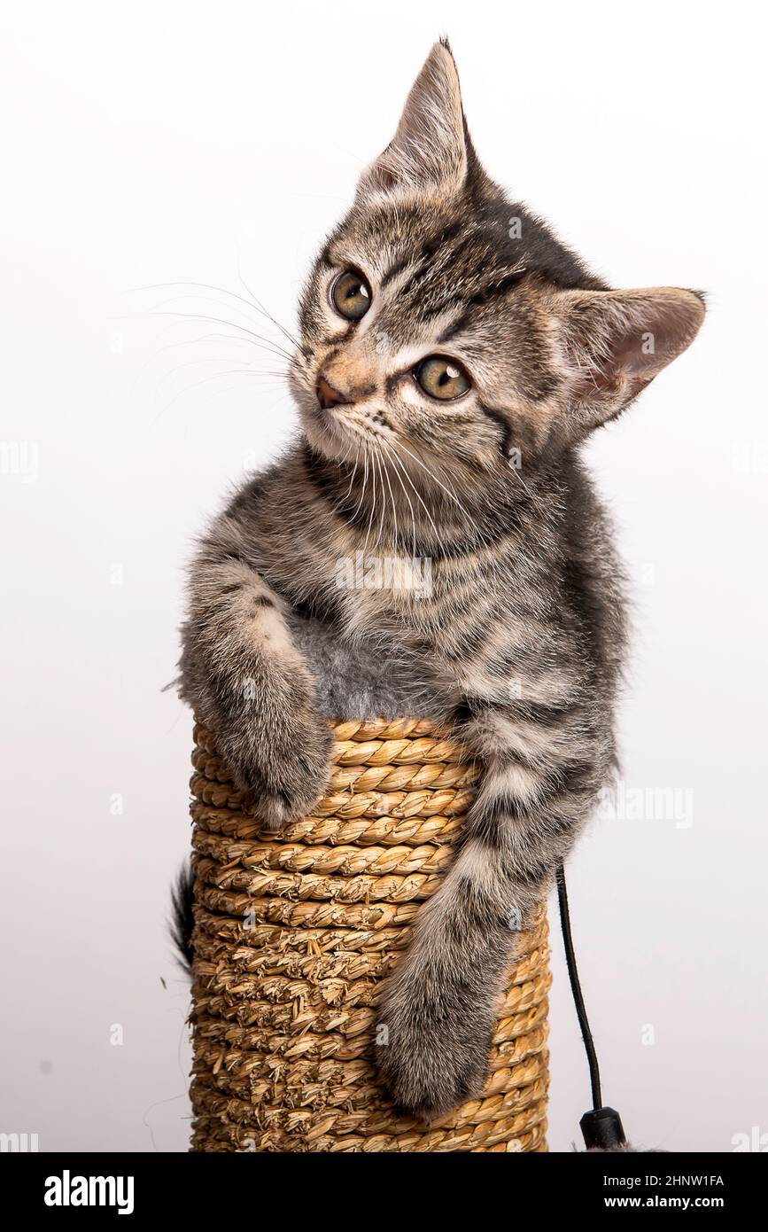 Mammal portraits hi-res stock photography and images - Alamy