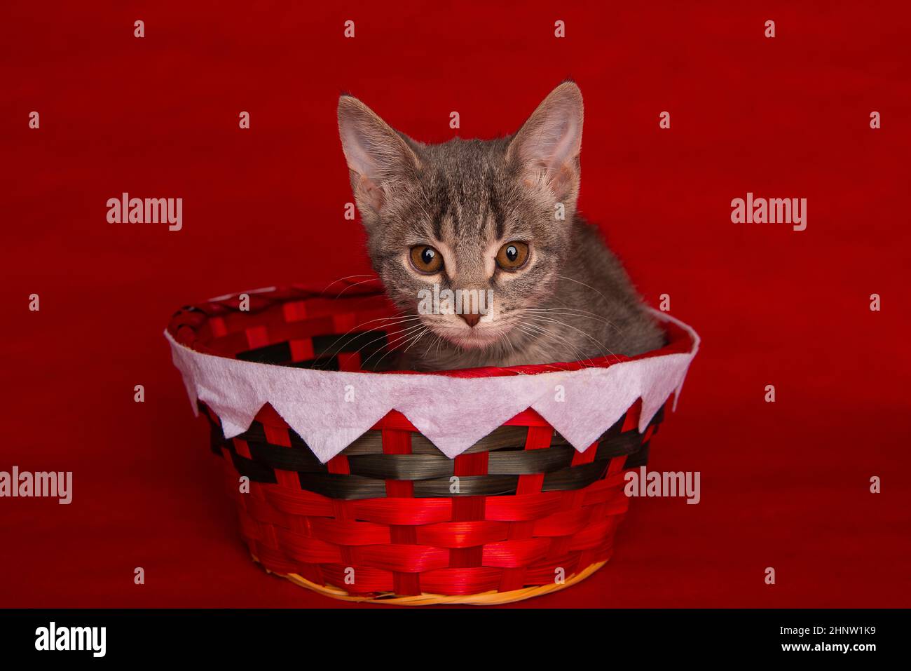 Mammal portraits hi-res stock photography and images - Alamy