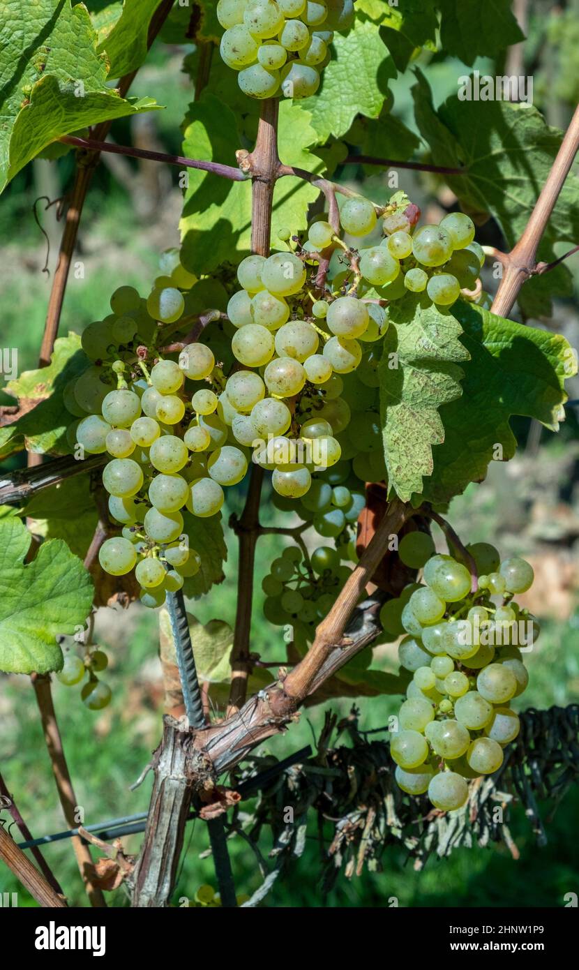 ripe green Riesling grapes in the vineyard in detail Stock Photo - Alamy
