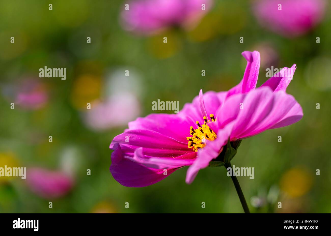 Purple Cosmos flower on the blured floral background. Space for text ...