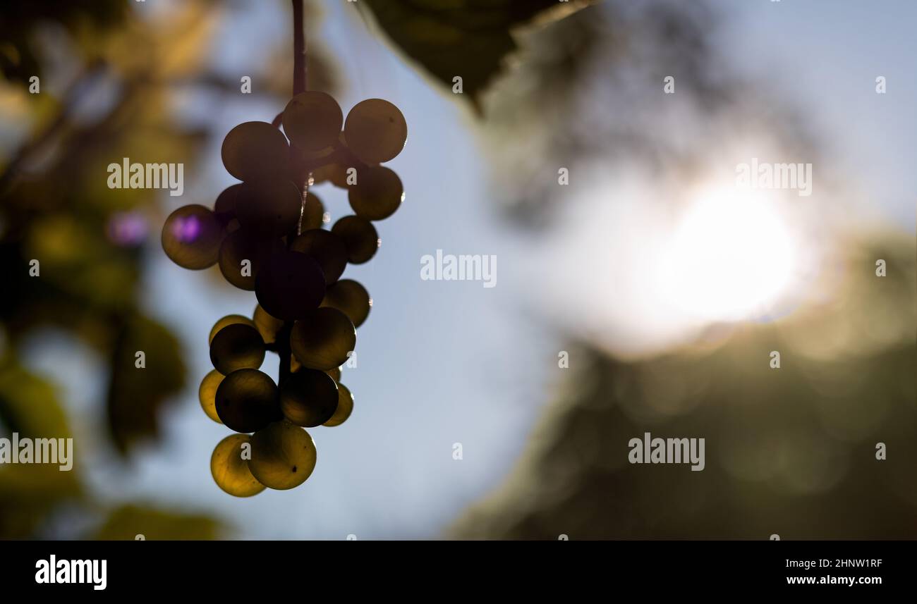 Ripe Grape Vine fruits on the sunset background. Vitis vinifera Stock ...