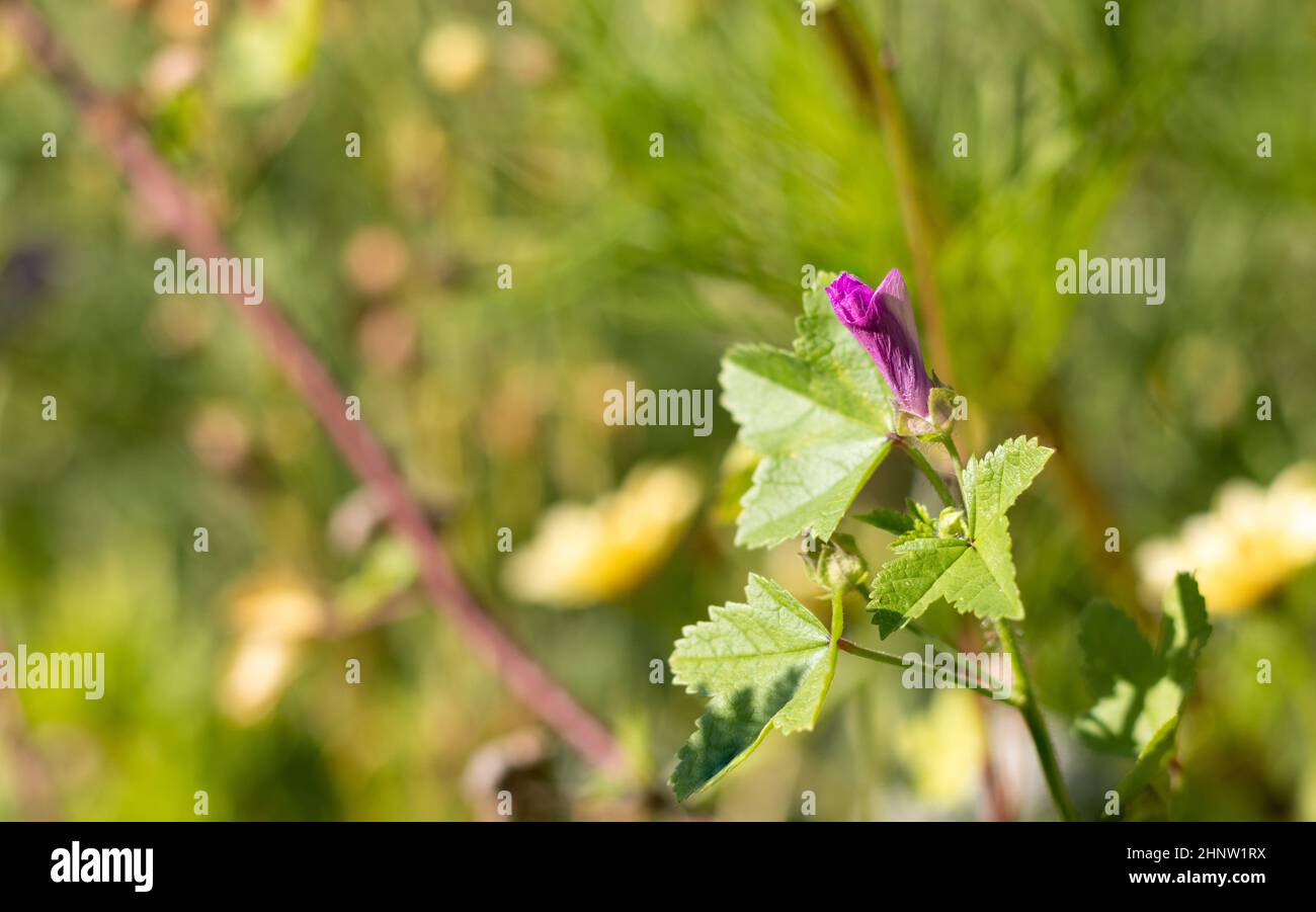 Purple mallow flower bud on the blurred floral background. Malva ...