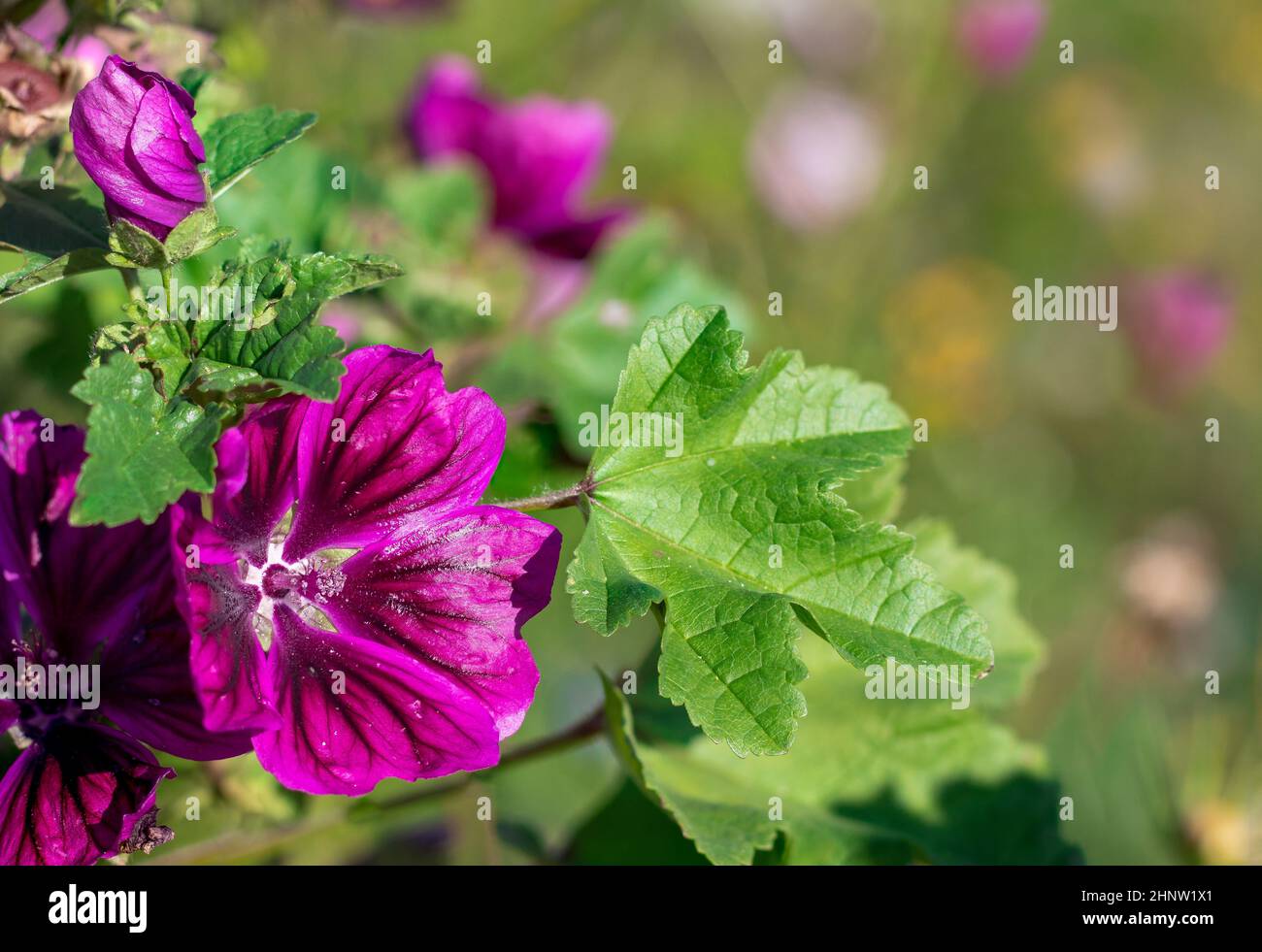 Purple mallow flower blooming on the summer meadow. Malva sylvestris ...