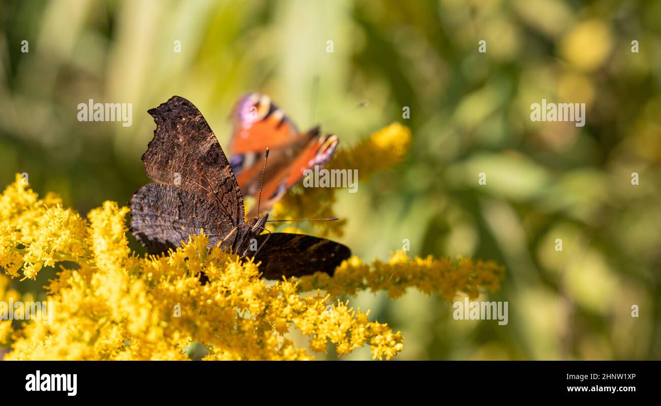 Peacock Butterflies are ready to fly. Aglais io Stock Photo - Alamy