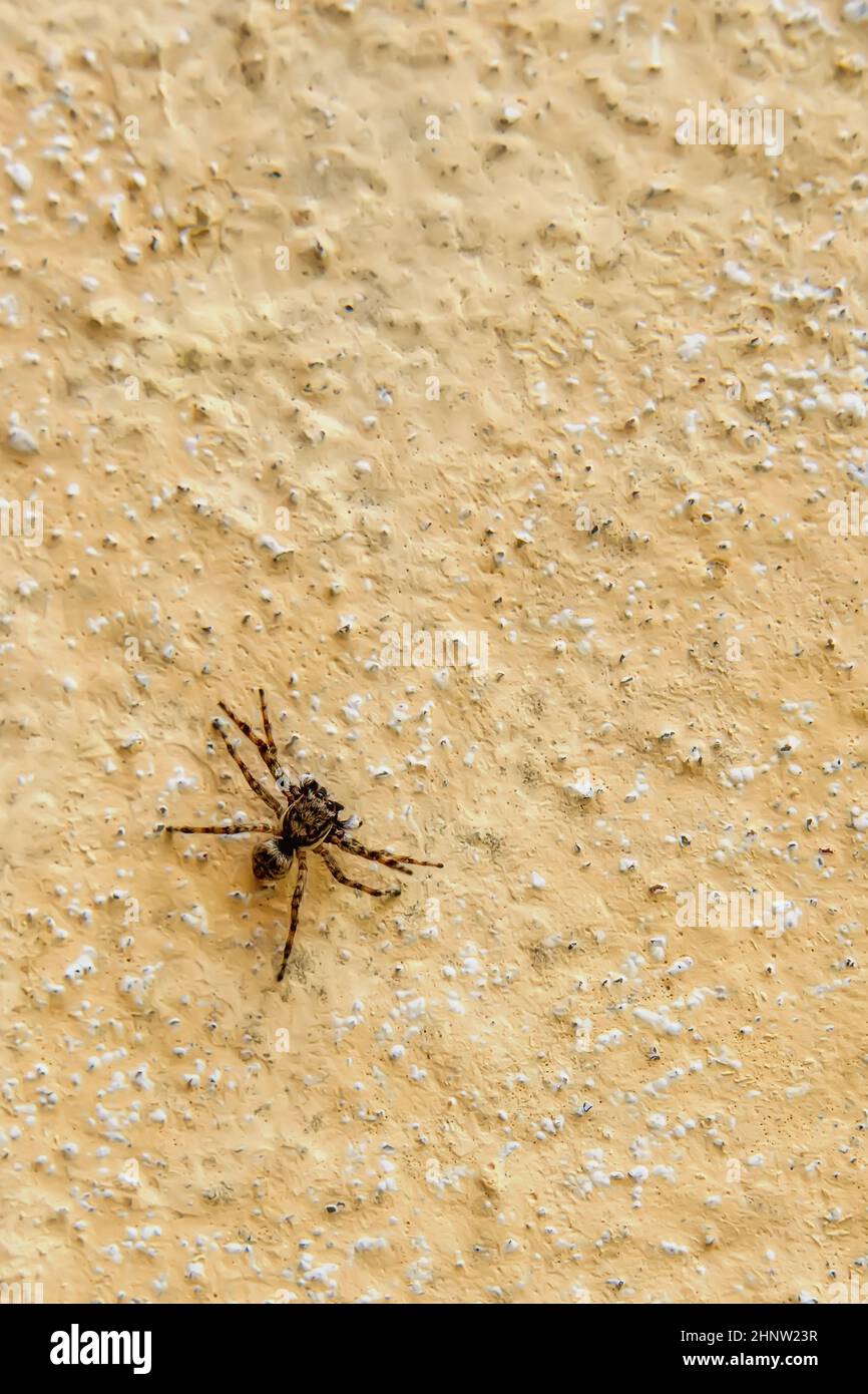 The spider on old cement wall Stock Photo - Alamy