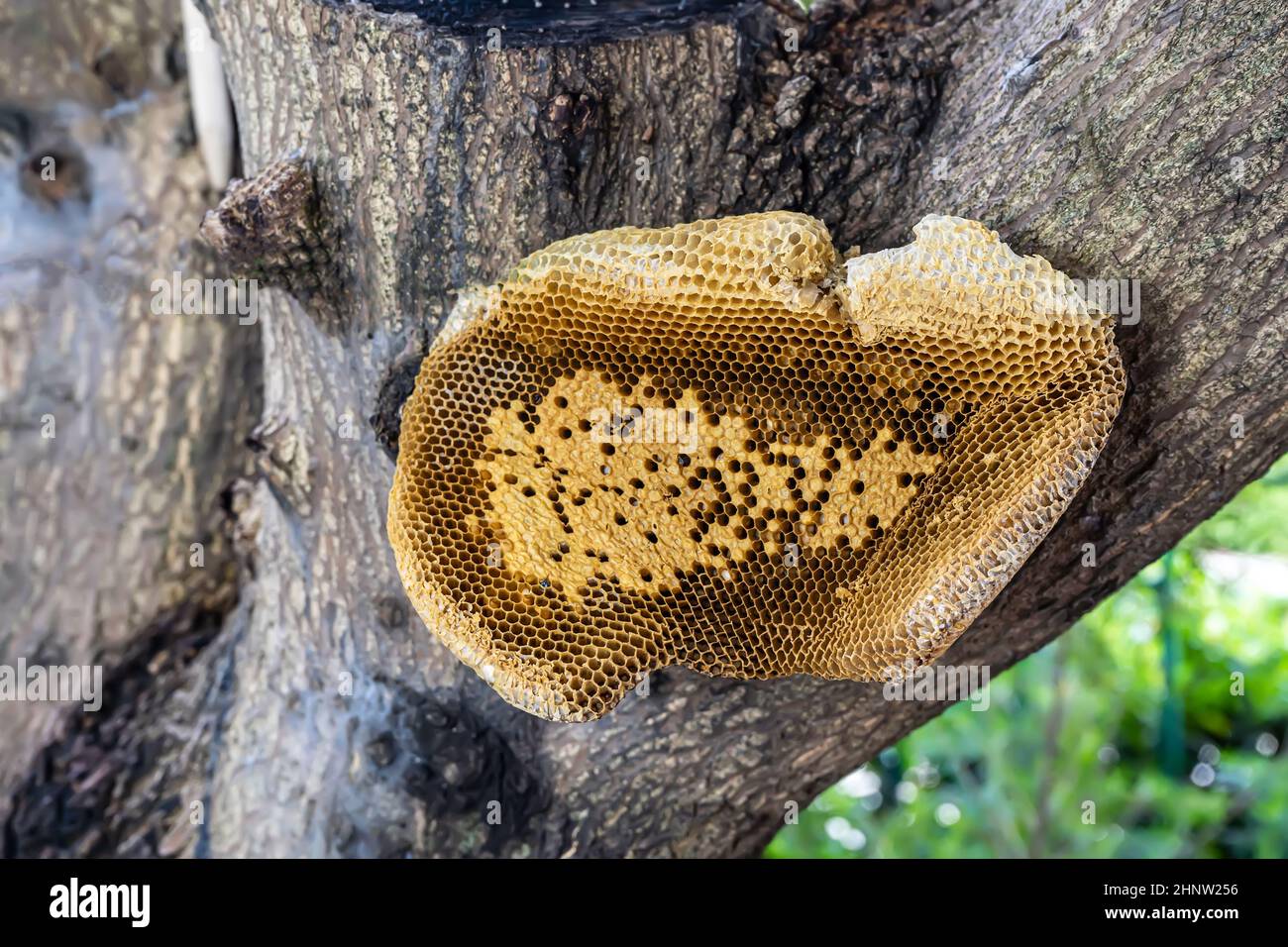 Honeycomb on the tree on nature background Stock Photo - Alamy