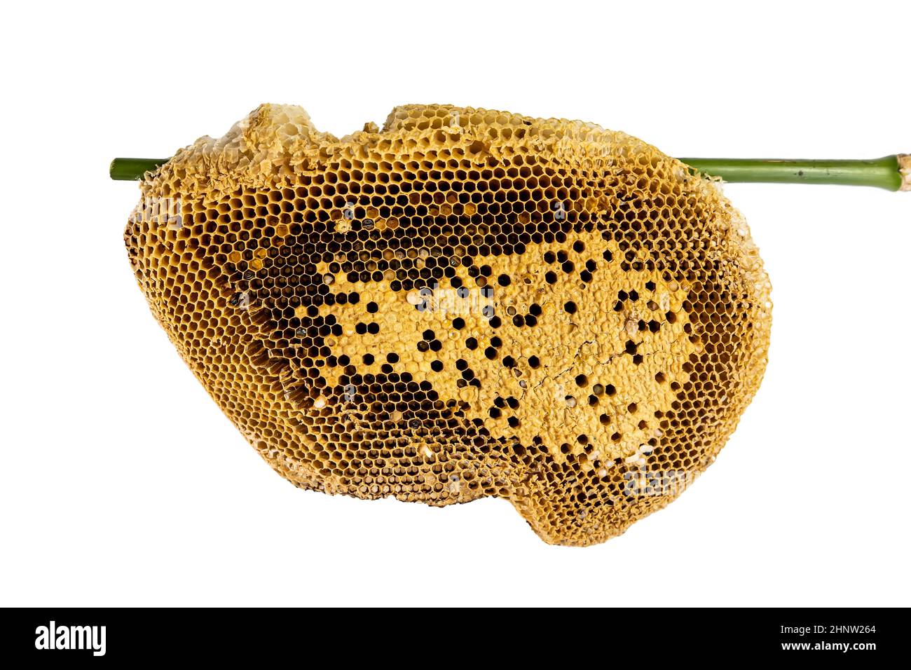 Honeycomb isolated on a white background Stock Photo - Alamy