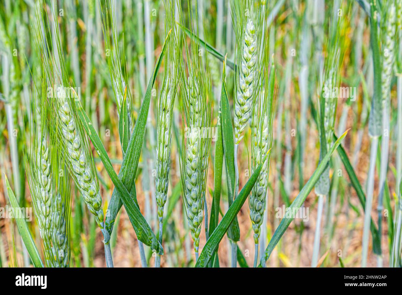 beautiful pattern of green grain in grainfield Stock Photo - Alamy