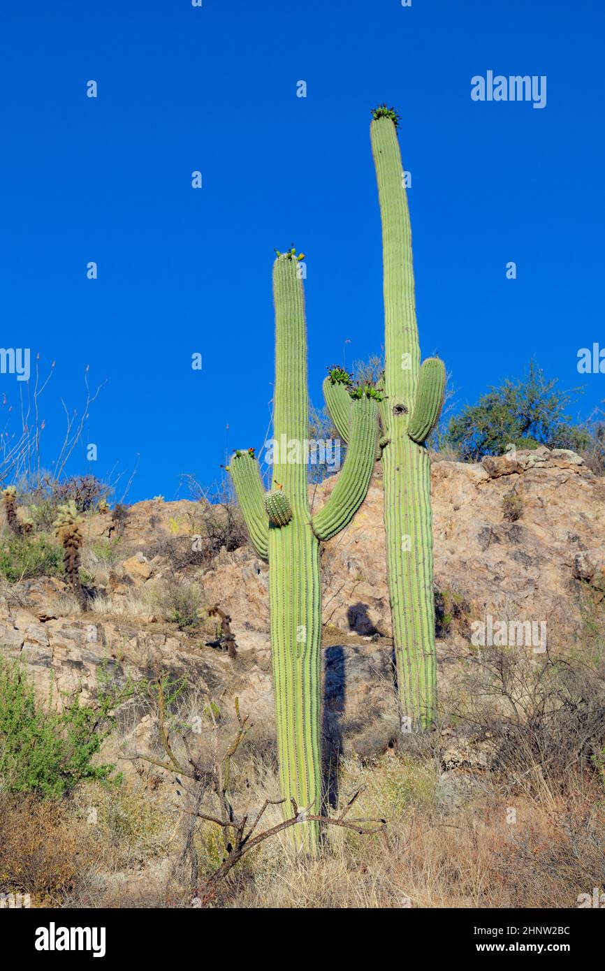 sunset with beautiful green cacti in desert landscape Stock Photo - Alamy
