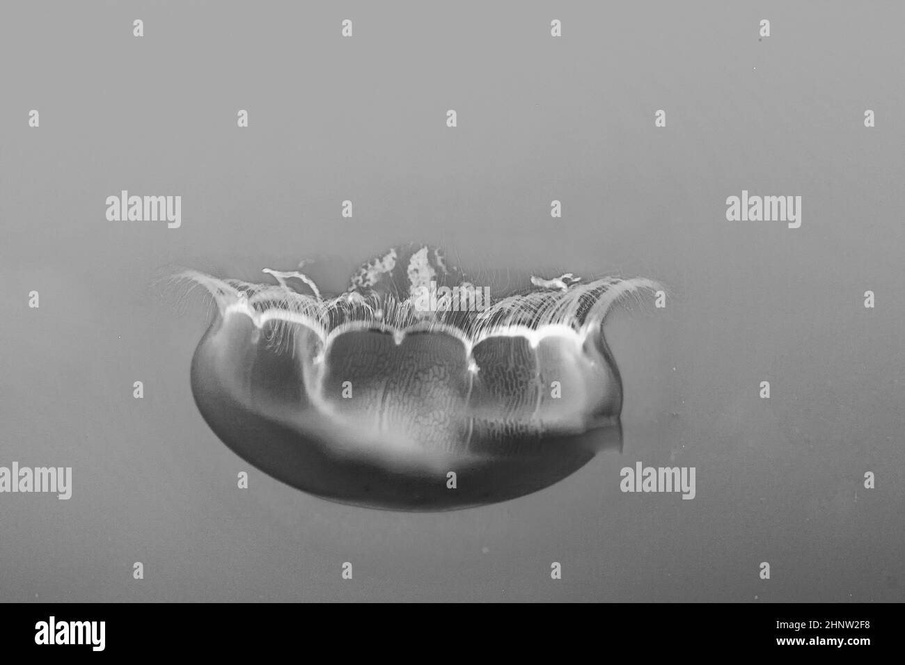 Orange black and blue Black and White Stock Photos & Images - Alamy