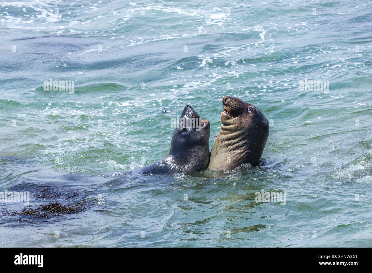 shouting male young sealion in the ocean Stock Photo - Alamy