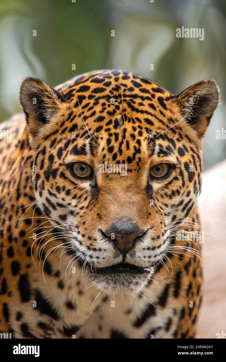 Leopard fangs hi-res stock photography and images - Alamy