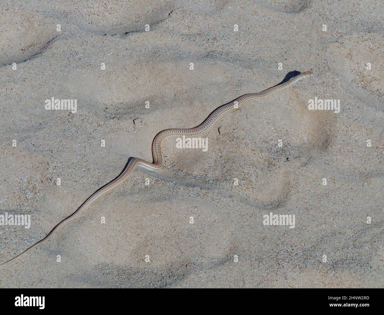 side winder snake in the desert in Namibia Stock Photo - Alamy