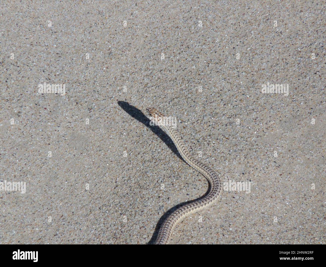 side winder snake in the desert in Namibia Stock Photo - Alamy