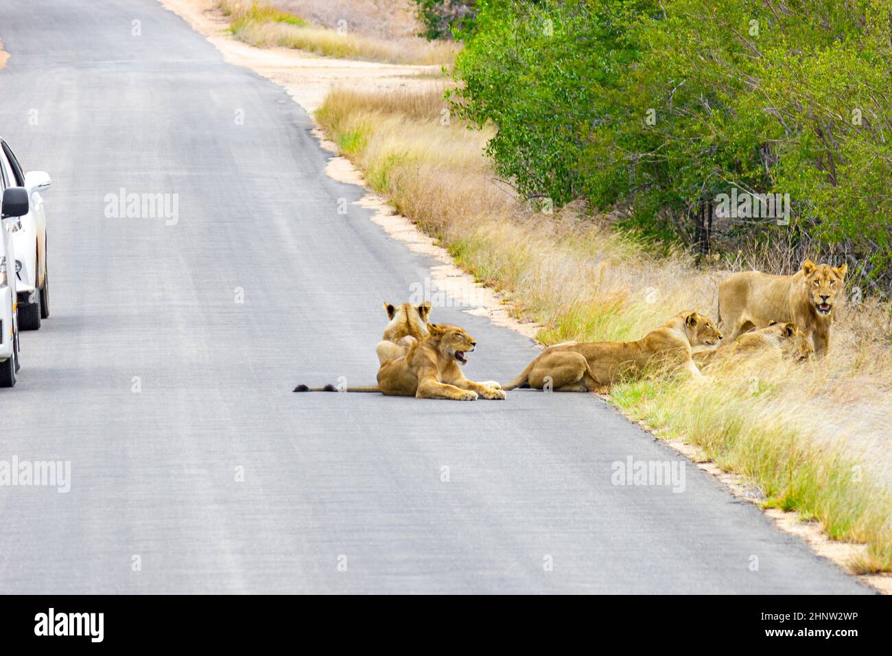 Lions relax on the street next to the cars in the Kruger National Park ...