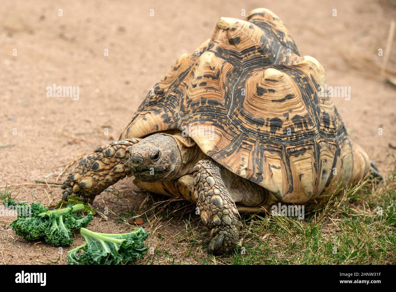 Ancient tortoise hi-res stock photography and images - Alamy
