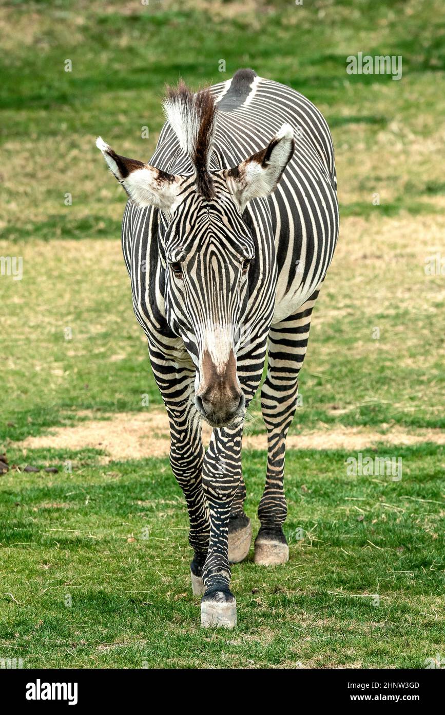 Zebra at the zoo Stock Photo - Alamy