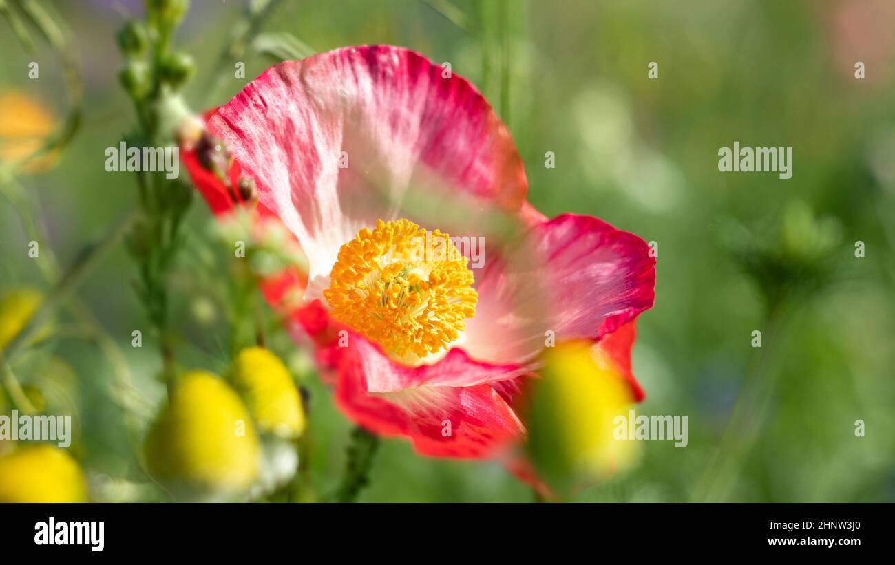 Fresh Poppy flower on the summer meadow. Papaver rhoeas Stock Photo - Alamy